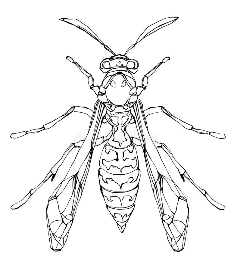 Wasp32 Vector Outline Hornet Hand Drawn Style Stock Vector ...