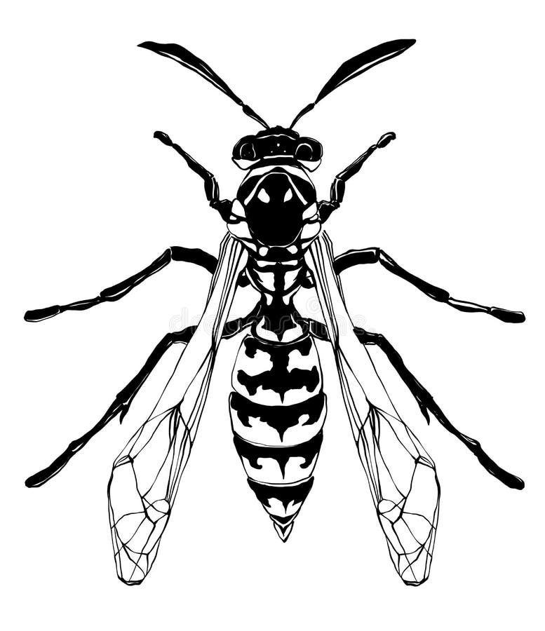 Wasp3 Vector Illustration Decorative Ink Drawn Stock Vector ...