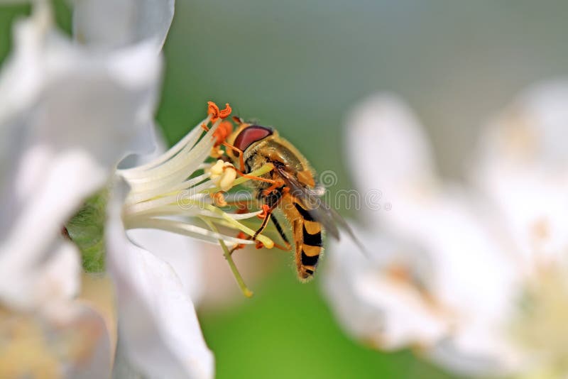 Wasp stock image. Image of cherry, gardening, light, close - 24999387
