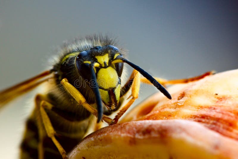Wasp stock image. Image of wasp, animal, small, nature - 26576443