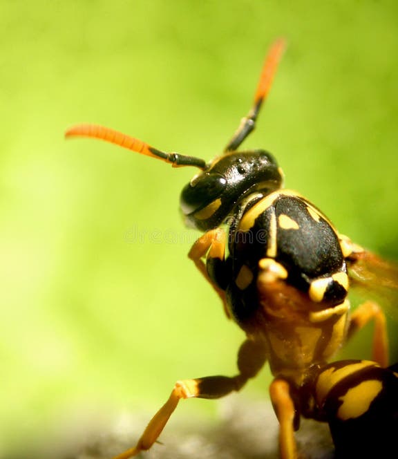 Wasp...(3) stock photo. Image of soldier, insect, animal - 164476