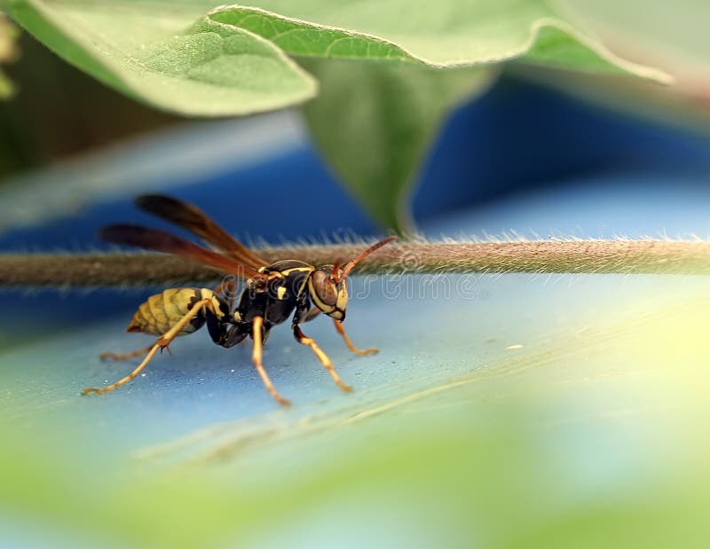 Wasp stock photo. Image of shadows, shadow, insect, brown - 409654