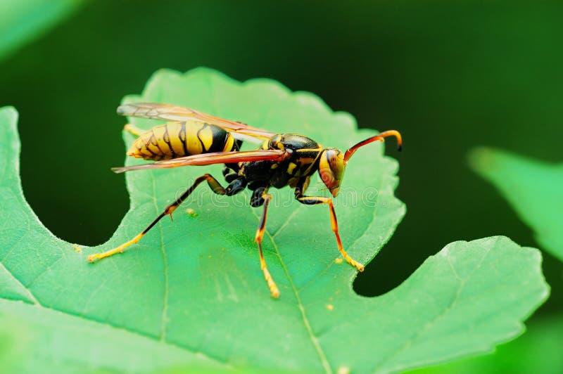 Wasp Ammophila Sabulosa with Prey Stock Photo - Image of chela, head ...