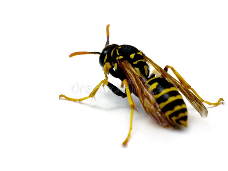 Yellowjacket Wasp stock photo. Image of yellow, flying - 5003752