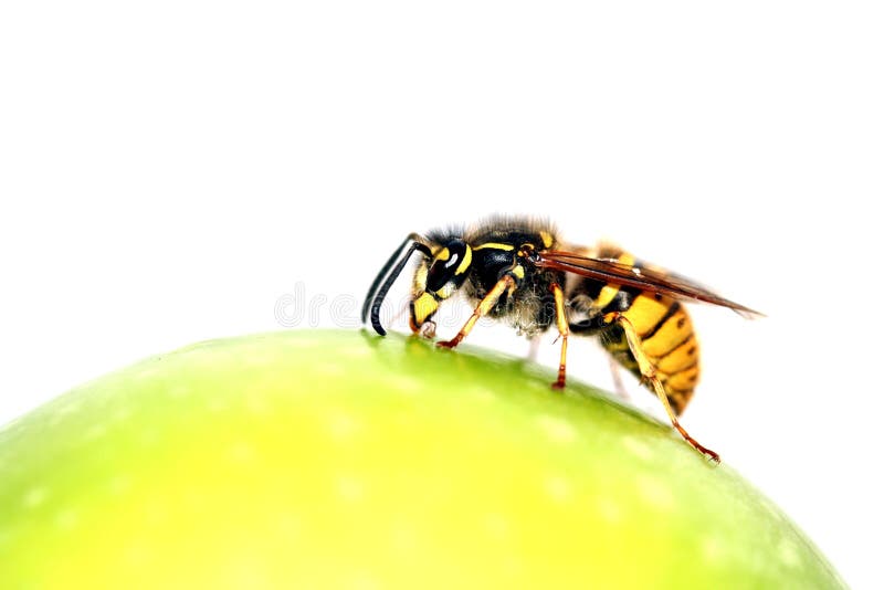 Dead wasp stock image. Image of details, close, isolated - 215717
