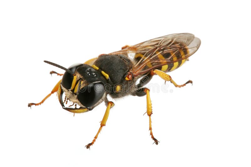 Xenos Vesparum. a Member of Strepsiptera Stock Photo - Image of xenos ...