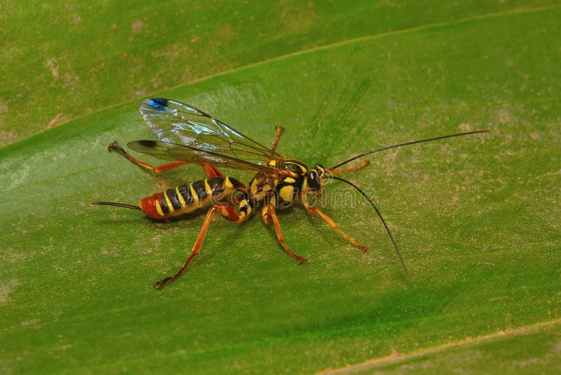 Wasp , Aarey Milk Colony , INDIA Stock Photo - Image of insect, close ...