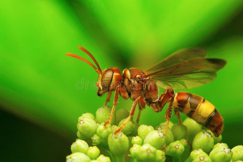 Wasp , Aarey Milk Colony stock photo. Image of hymenoptera - 110443888