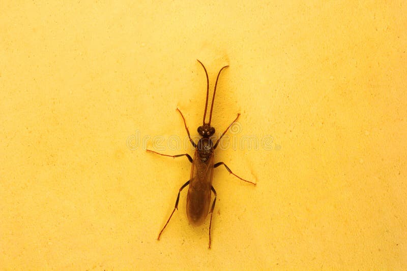 Wasp , Aarey Milk Colony ,INDIA Stock Image - Image of predator, sharp ...