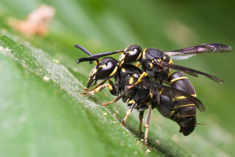 Wasp in action stock image. Image of green, macro, life - 9721241
