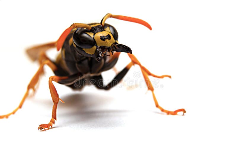 Dead wasp stock image. Image of details, close, isolated - 215717