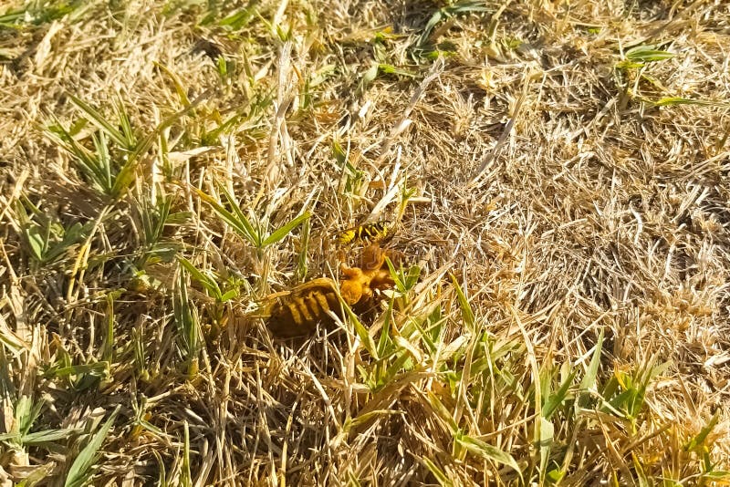 Wasp Attacked Gryllotalpa Gryllotalpa. Wasp Predator Stock Image ...