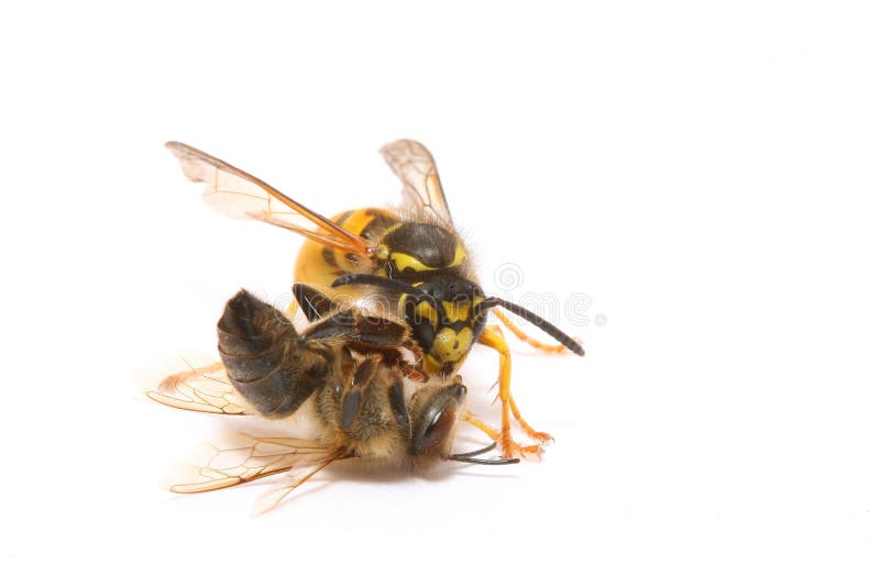 Wasp and bee stock photo. Image of insect, fight, rare - 6629104