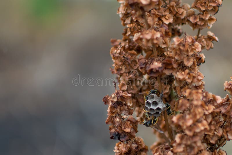 Wasp stock photo. Image of honeycomb, autumn, leaf, hornet - 57279996