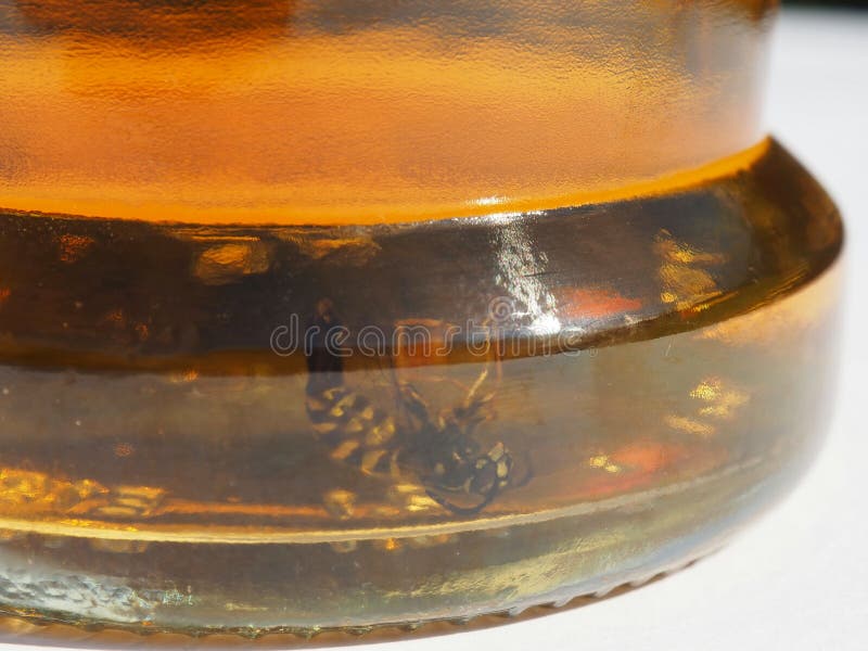 A Wasp in a Beer Bottle. Wasp Sting in the Mouth Stock Image - Image of ...