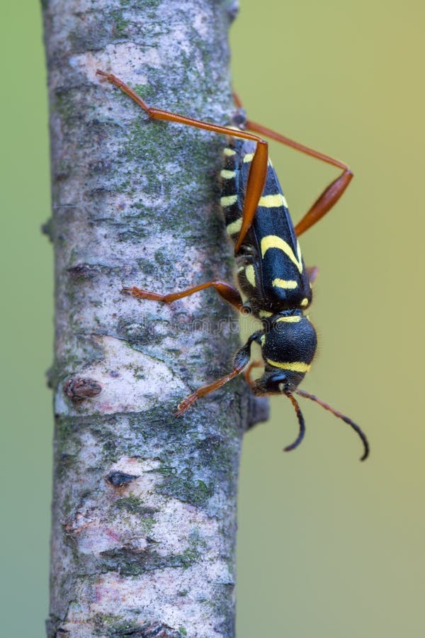 Wasp Beetle - Clytus Arietis Stock Photo - Image of arthropod, longhorn ...