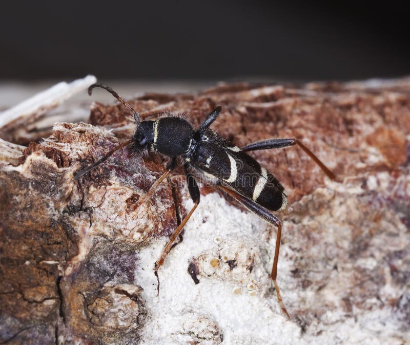 Wasp beetle on log. stock image. Image of mimic, environment - 10669927