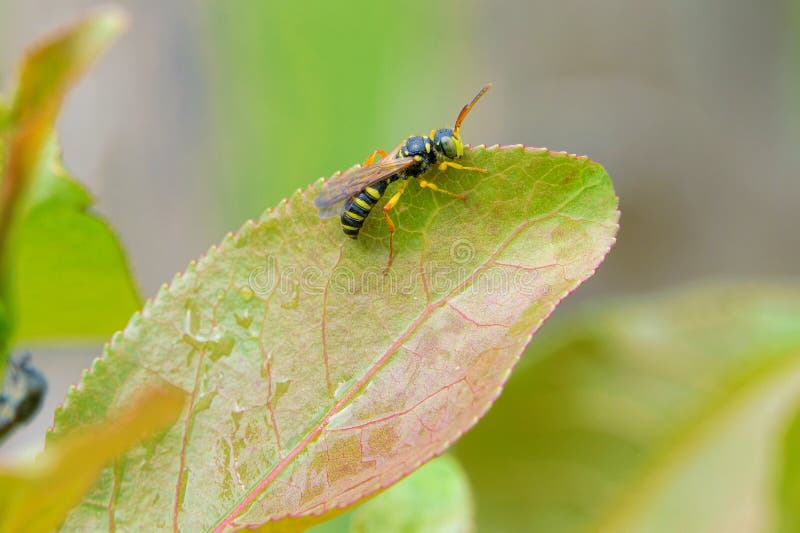 Wasp stock photo. Image of life, hymenoptera, tree, small - 271856442