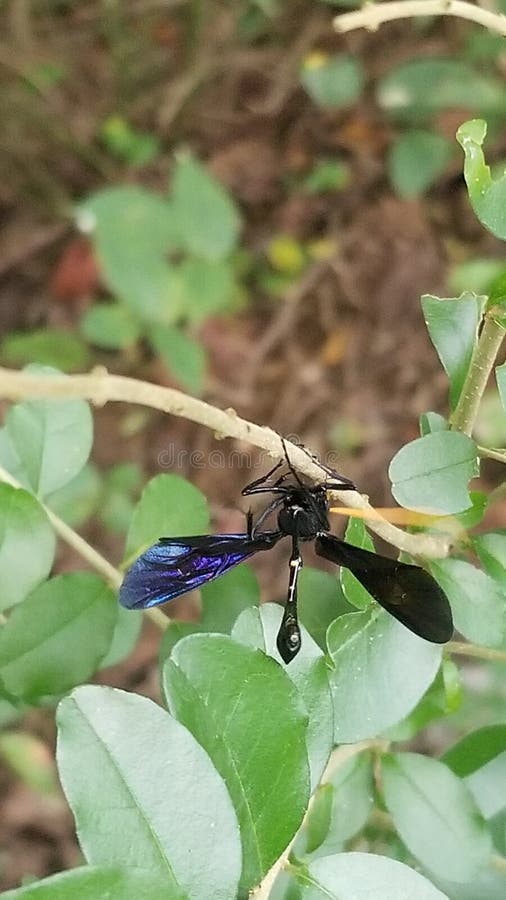 Blue Bee, Wasp Isolated on White. Fantastic Color Wasp Macro. Unusual ...