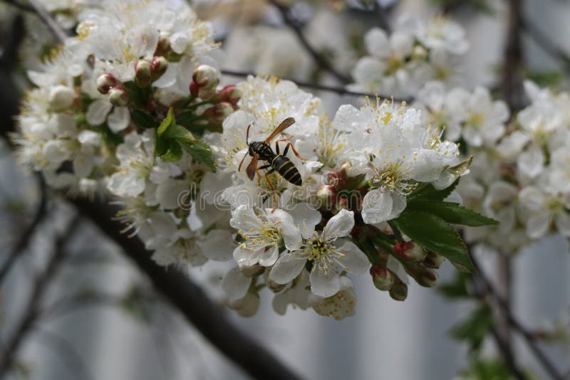 Wasp on a Branch of Cherry Blossom Stock Image - Image of cherry ...