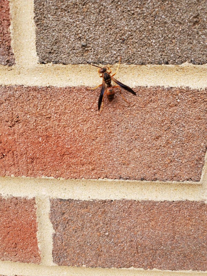 Brick as an insect hotel stock photo. Image of brick - 216272112