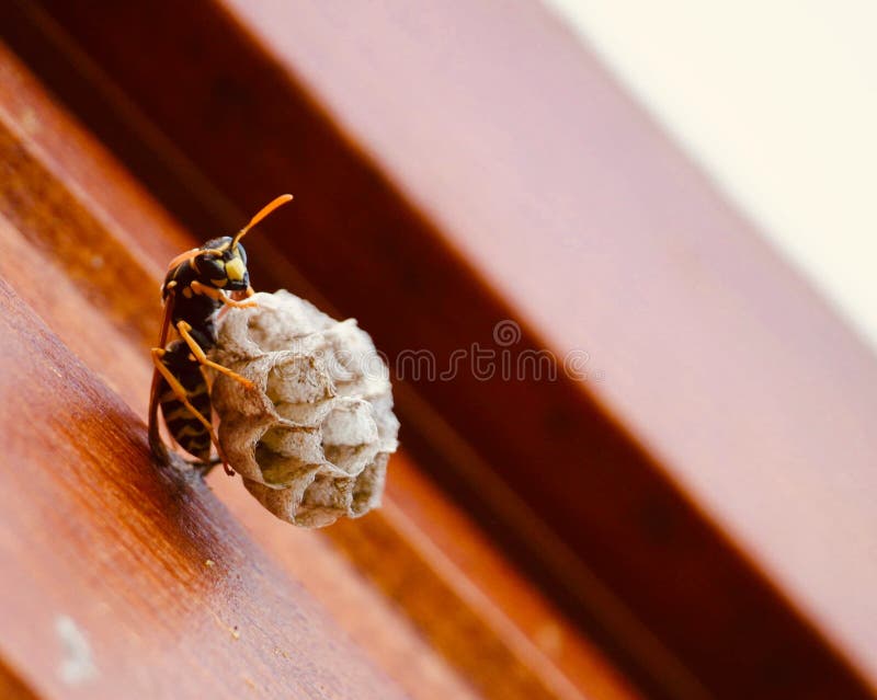 One wasp build a nest stock photo. Image of identification - 149723040