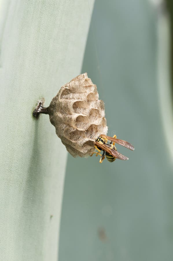 Wasp building its nest stock photo. Image of guard, wasp - 19305362