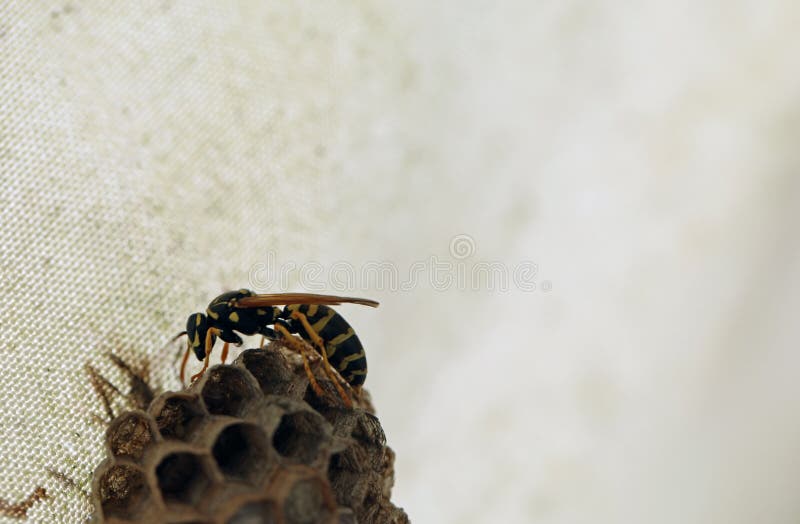 Wasp building a nest stock image. Image of feelers, animal - 191322901