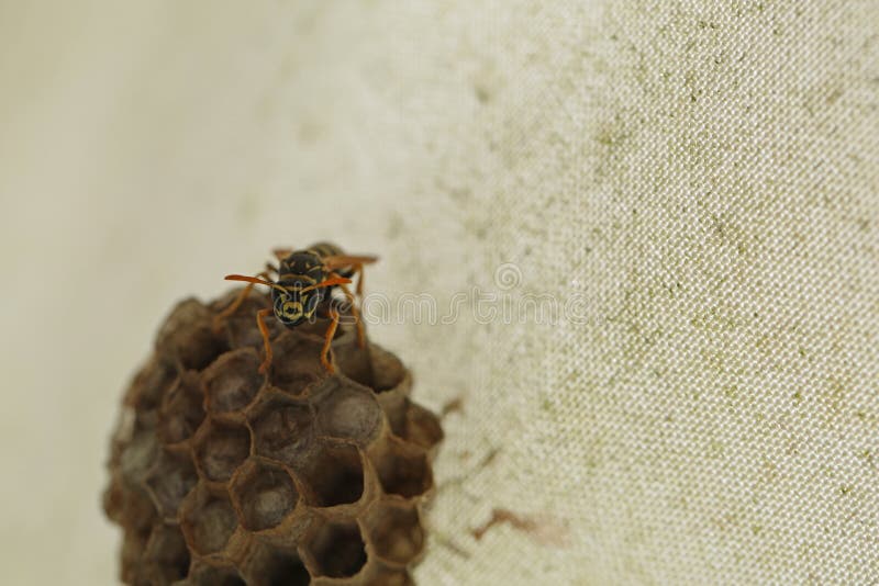 Wasp building a nest stock image. Image of dead, feelers - 191322927