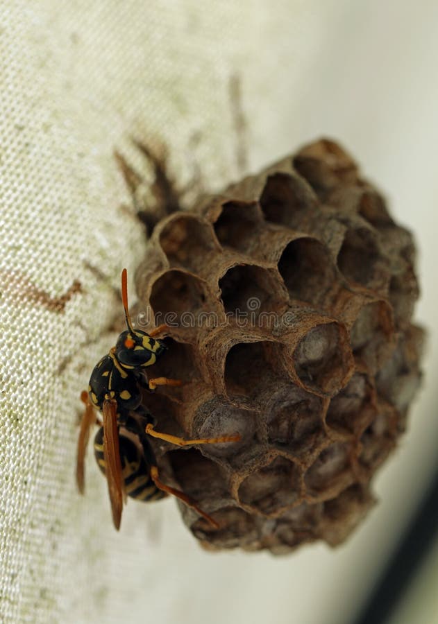 Wasp building a nest stock image. Image of moving, honeycomb - 191323063