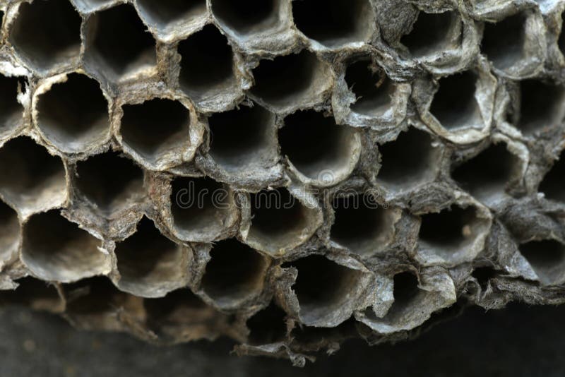Wasp building a nest stock image. Image of allergy, detail - 191323563