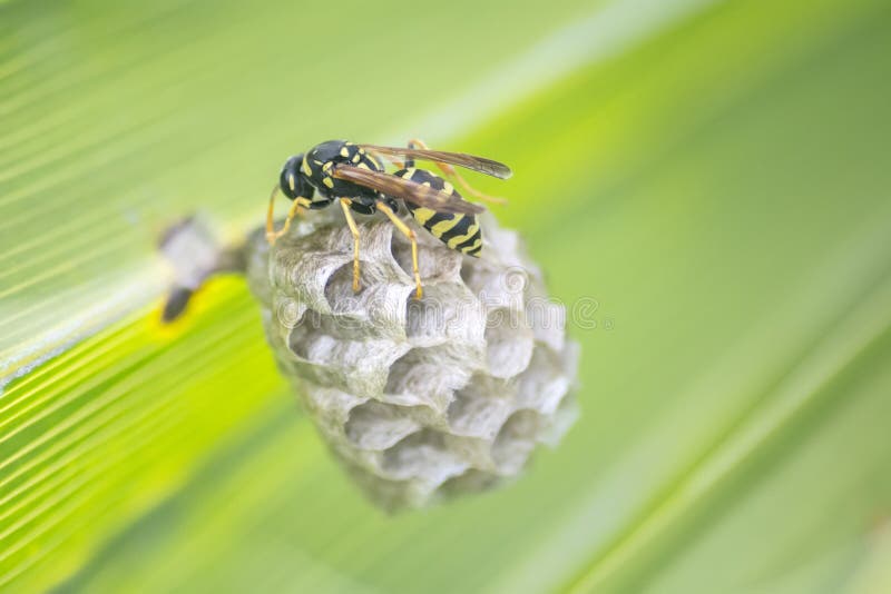 Wasp Building a Nest in a Palm Leaf Stock Image - Image of invasive ...