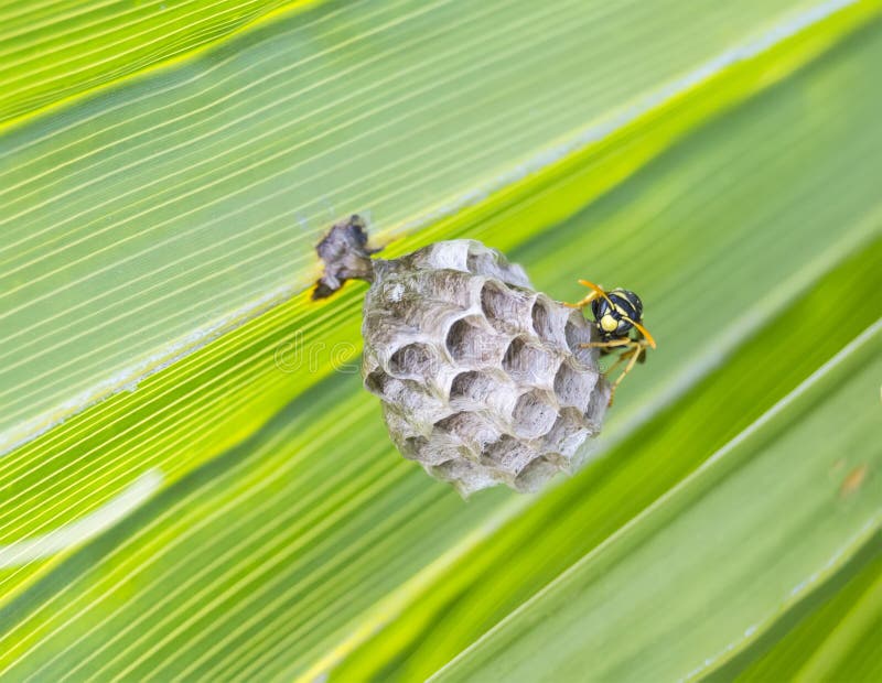 Wasp Building a Nest in a Palm Leaf Stock Photo - Image of entomology ...