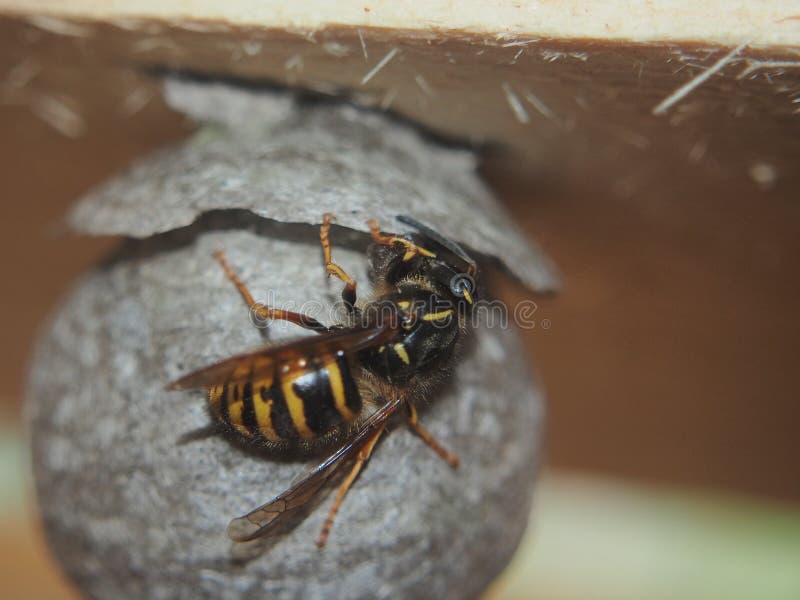 The Wasp Builds a Spherical Nest. Dangerous Insect Stock Photo - Image ...