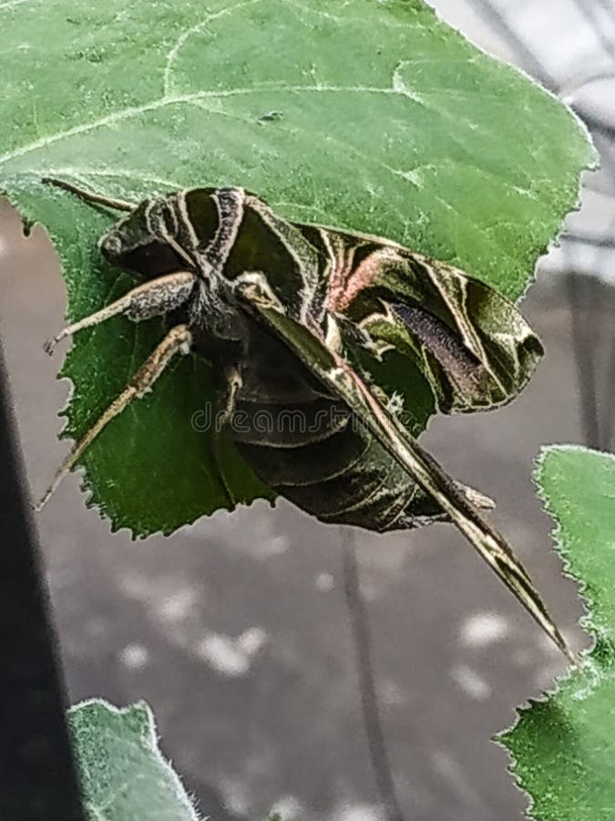 Wasp, Butterfly, Insect, Pollination, Leaves, Closeup, Stock Image ...