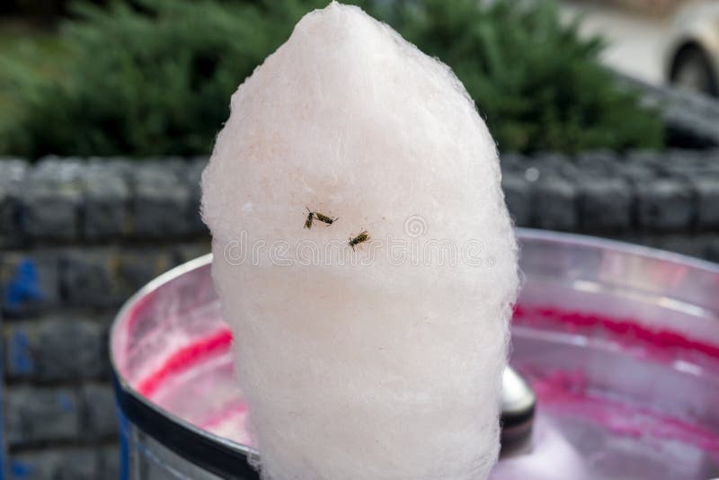 Wasp on candy floss stock image. Image of sugar, festival - 82332341