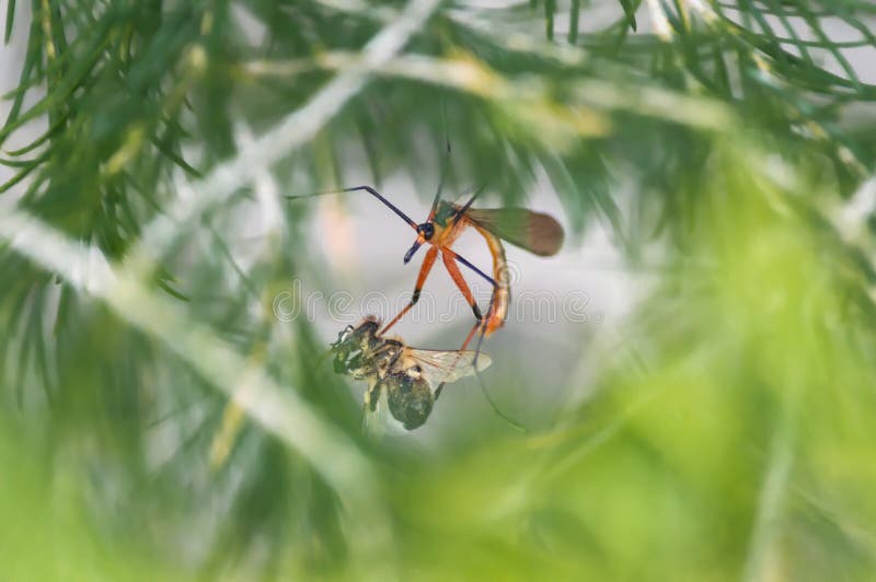 A Wasp Catching a Bee stock photo. Image of natural - 185587732