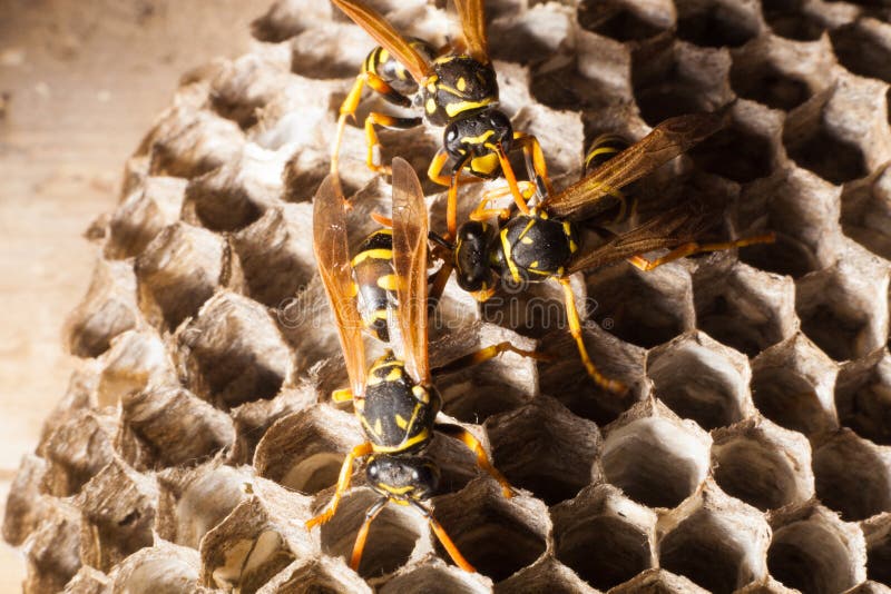 Wasp on the cells stock photo. Image of wings, settlement - 80701788