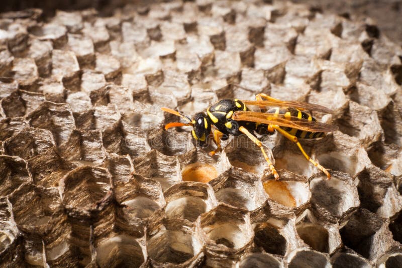 Wasp on the cells stock image. Image of sitting, beehive - 80701923