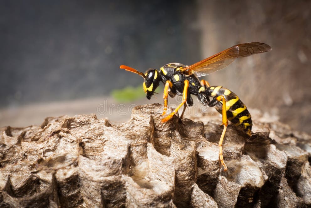 Wasp on the cells stock photo. Image of predator, incubator - 80701932
