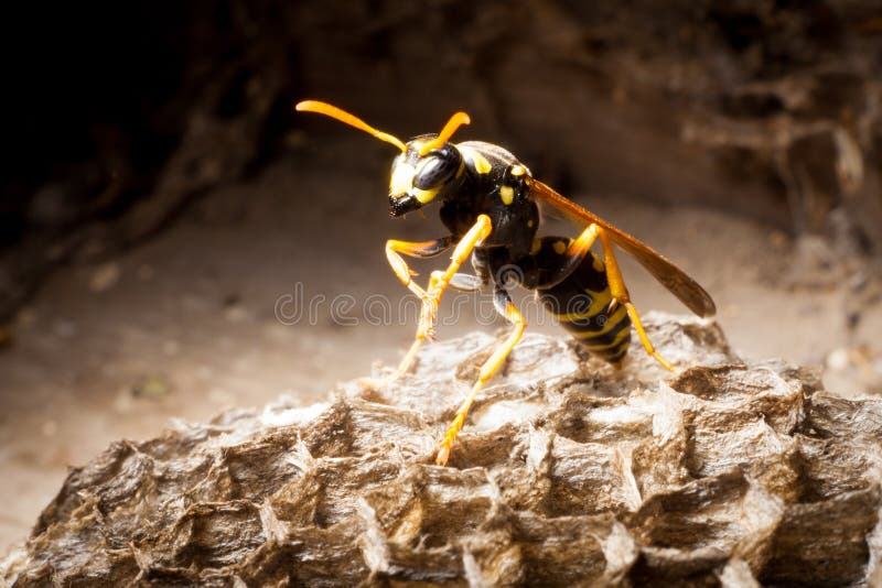 Wasp on the cells stock photo. Image of soldier, close - 80702198