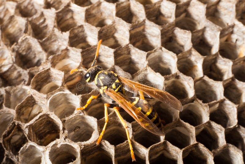 Wasp on the cells stock photo. Image of queen, hunter - 80702230