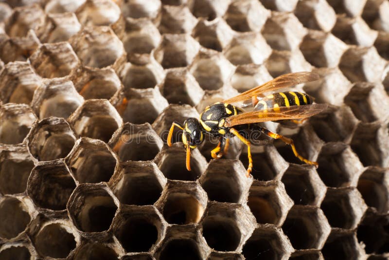 Wasp on the cells stock image. Image of insect, beehive - 80702959