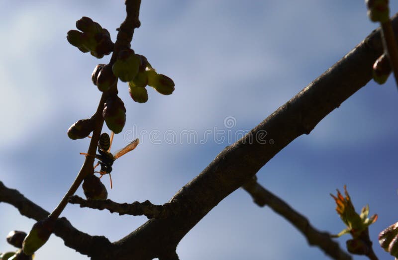 Wasp on a cherry blossom stock photo. Image of animal - 217295112