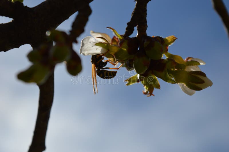 Wasp on a cherry blossom stock photo. Image of nature - 217295176