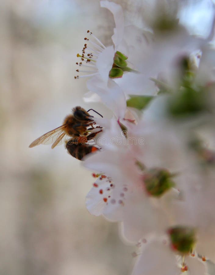 Wasp on cherry flower stock image. Image of floral, cherrytree - 177672597