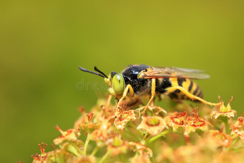 A wasp, close-up stock photo. Image of sting, closeup - 173373414