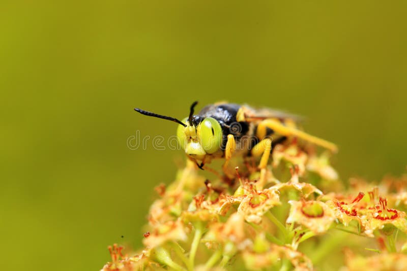 A wasp, close-up stock photo. Image of jacket, dangerous - 173373464