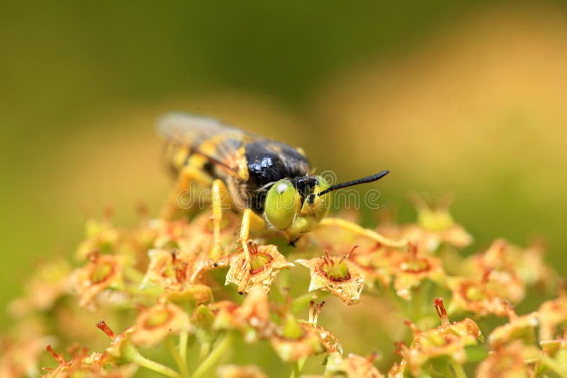 A wasp, close-up stock image. Image of background, wing - 173373497