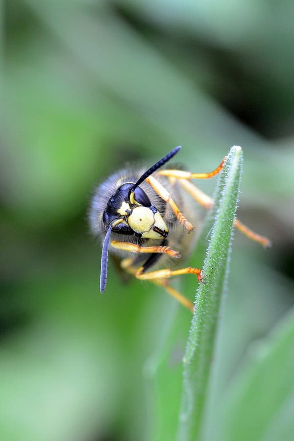 Wasp close up stock photo. Image of insects, winged, black - 31484046